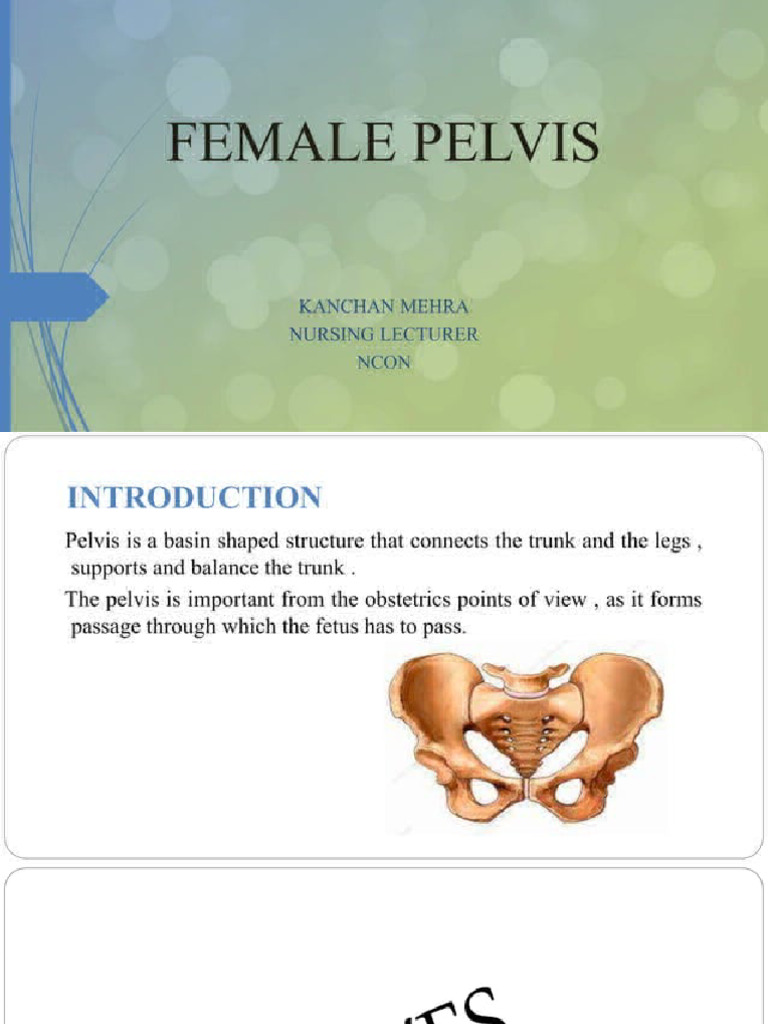Female Pelvic | PDF