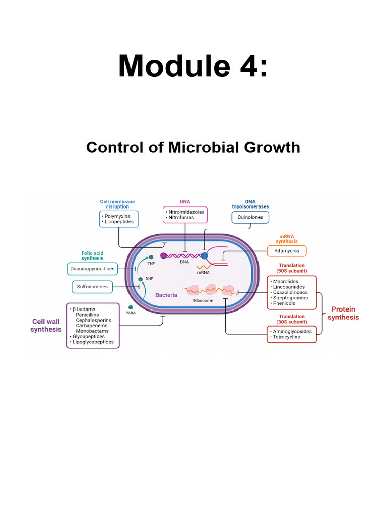 Module 4 - Control of Microbial Growth (Notes) | PDF | Disinfectant ...