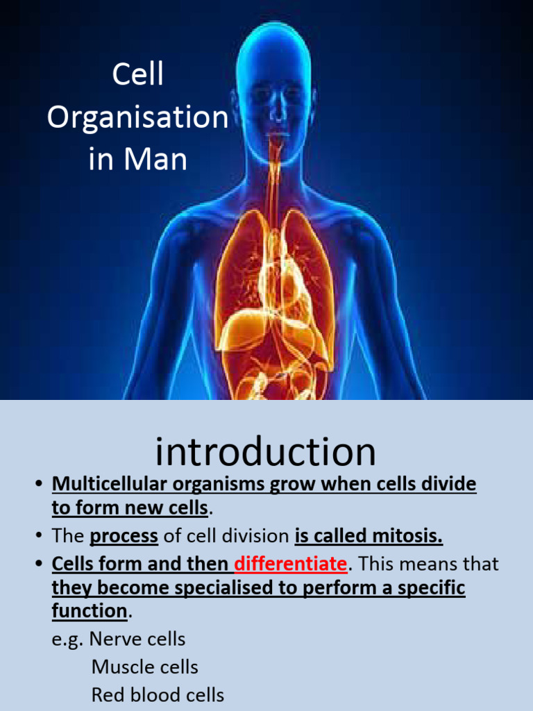 Cell Organisation | PDF | Wellness