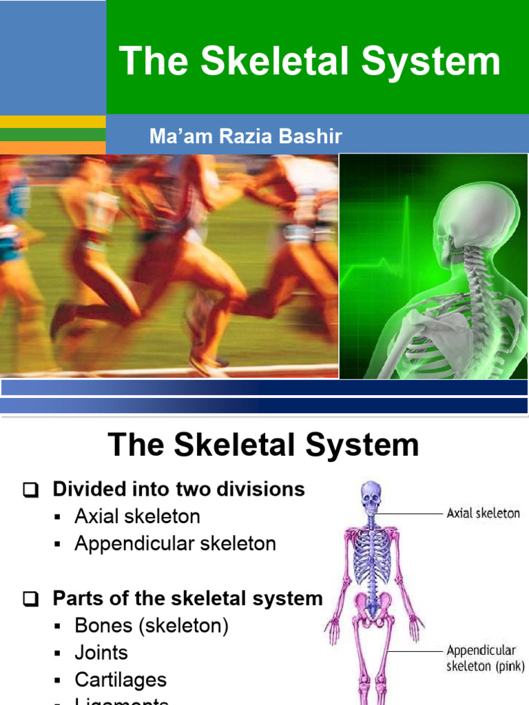 Anatomy PDF Bone Skull