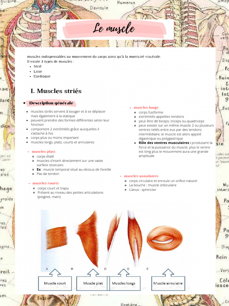 Chapitre 6 - Le Muscle | PDF | Contraction du muscle | Muscle