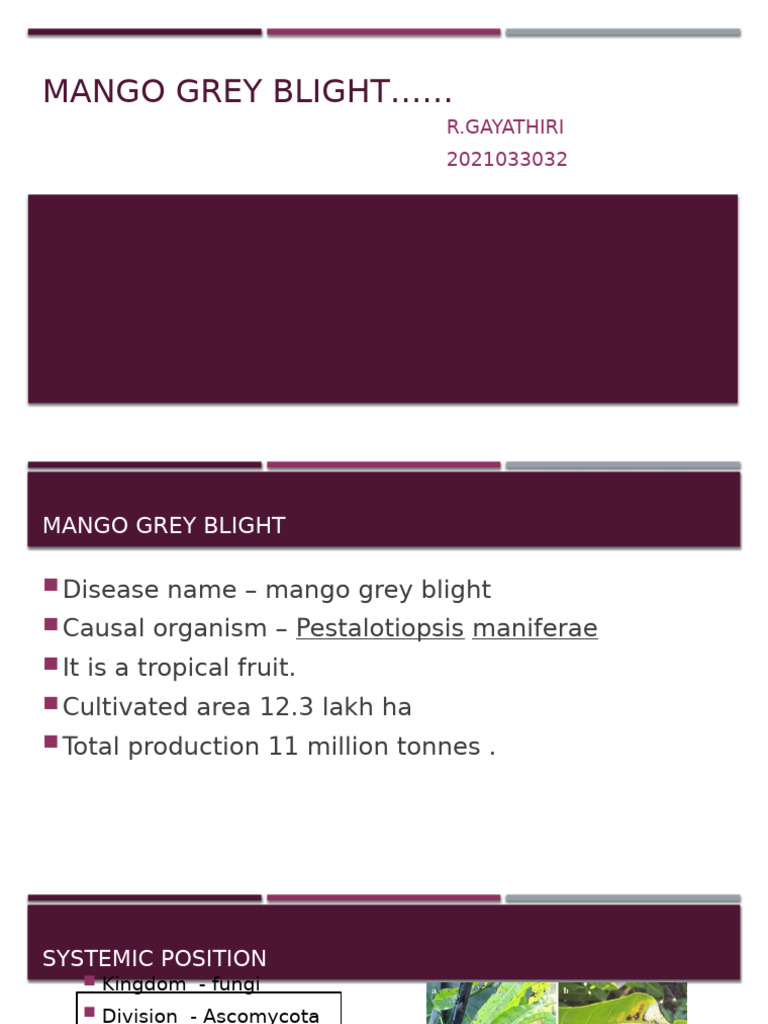 Mango Grey Blight: Causes & Management | PDF
