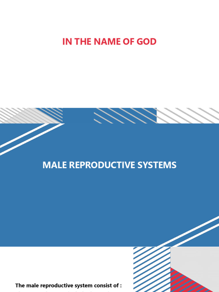 Male Reproductive System Ppt2 1 Pdf Puberty Luteinizing Hormone