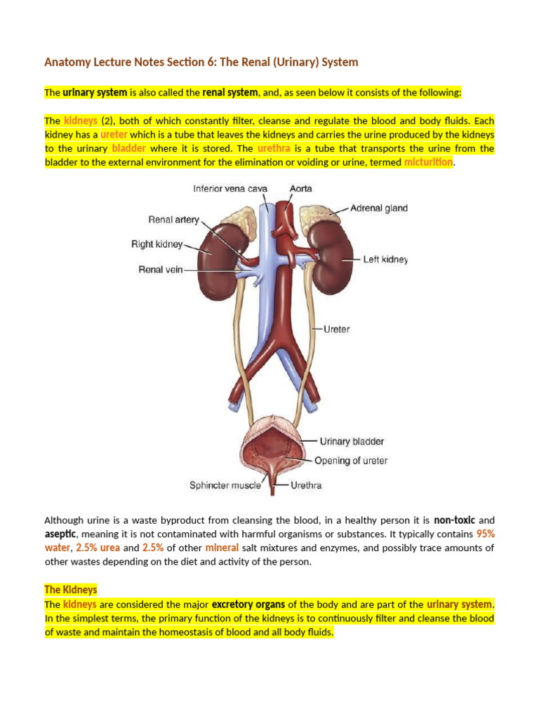 urinary system | PDF | Kidney | Urinary System