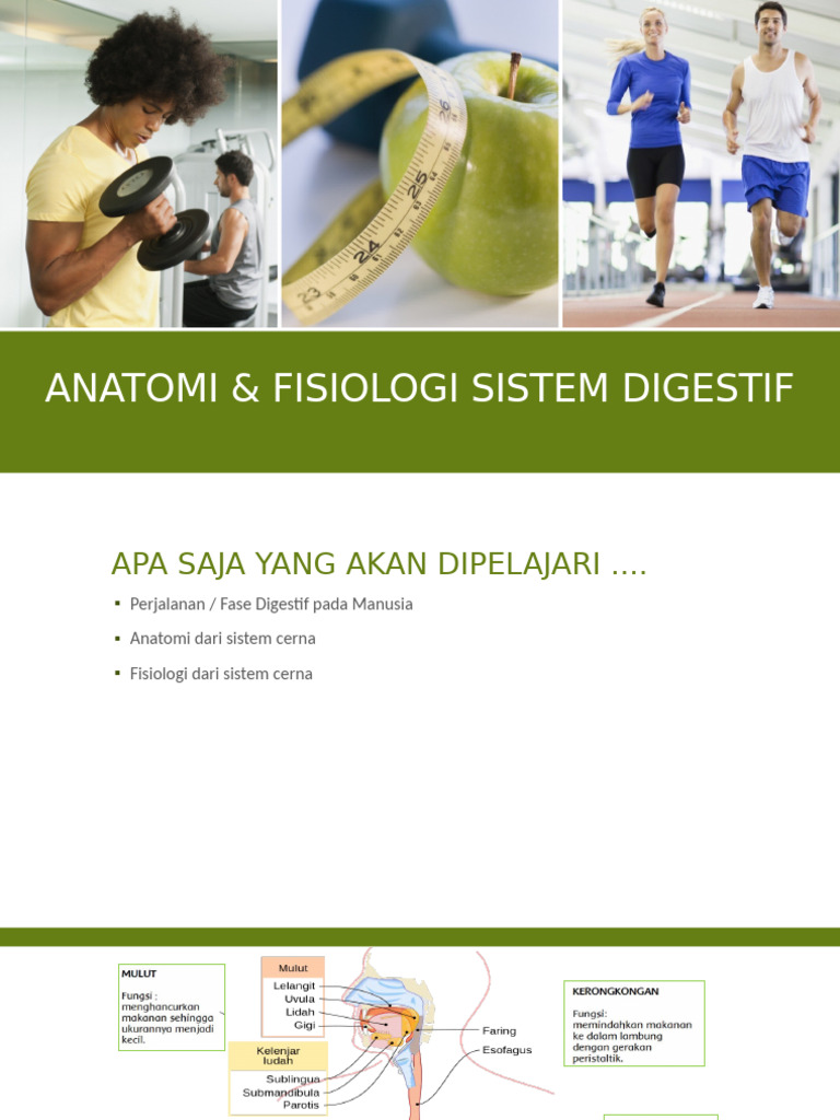 Sistem Pencernaan: Anatomi & Fisiologi | PDF | Kesehatan Holistik ...