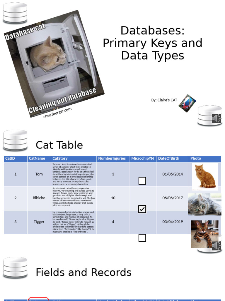 Databases Primary Keys and Data Types | PDF