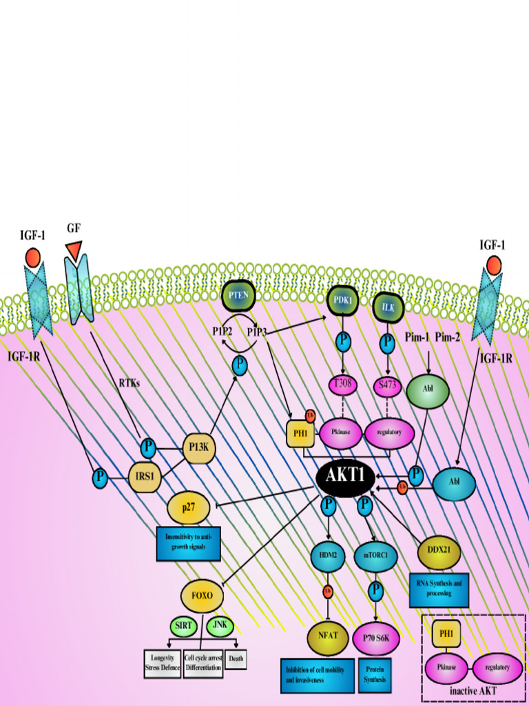PTEN | PDF PTEN | PDF