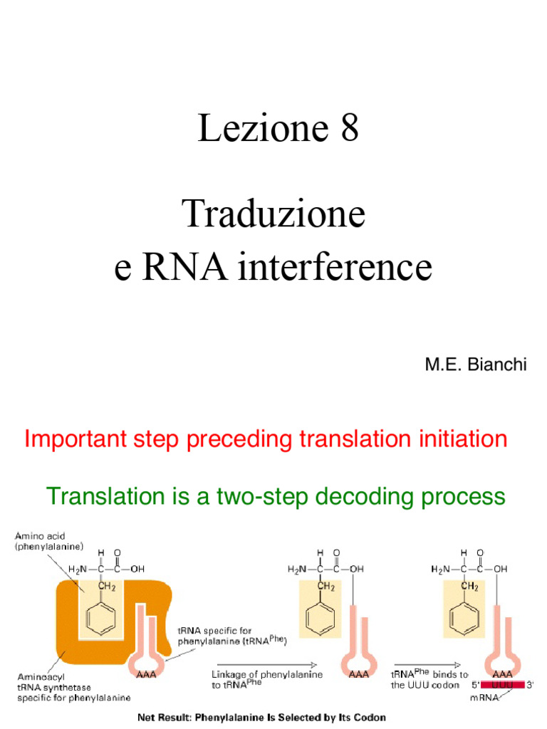 Lez08 Traduz Rna | PDF | Micro Rna | Messenger Rna Lez08 Traduz Rna | PDF | Micro Rna | Messenger Rna