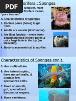 Sponge Body Plans: Asconoid Explained | PDF | Sponge | Cell Biology