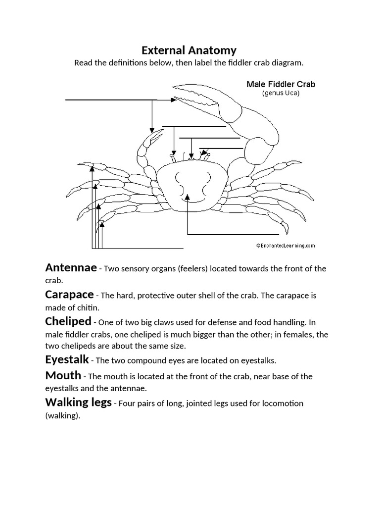 Crab Anatomy | PDF | Foreign Language Studies | Wellness