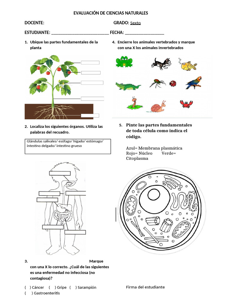 Evaluación de Ciencias Naturales 6° grado | PDF