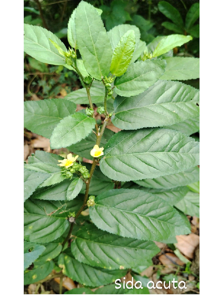 soniya ... ...? | PDF