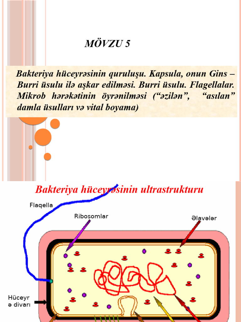 Praktika Umumi 5 MPF | PDF