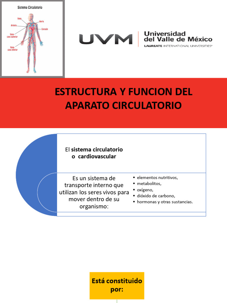 Estructura Y Funcion Del Sistema Circulatorio Pdf Corazón Sangre