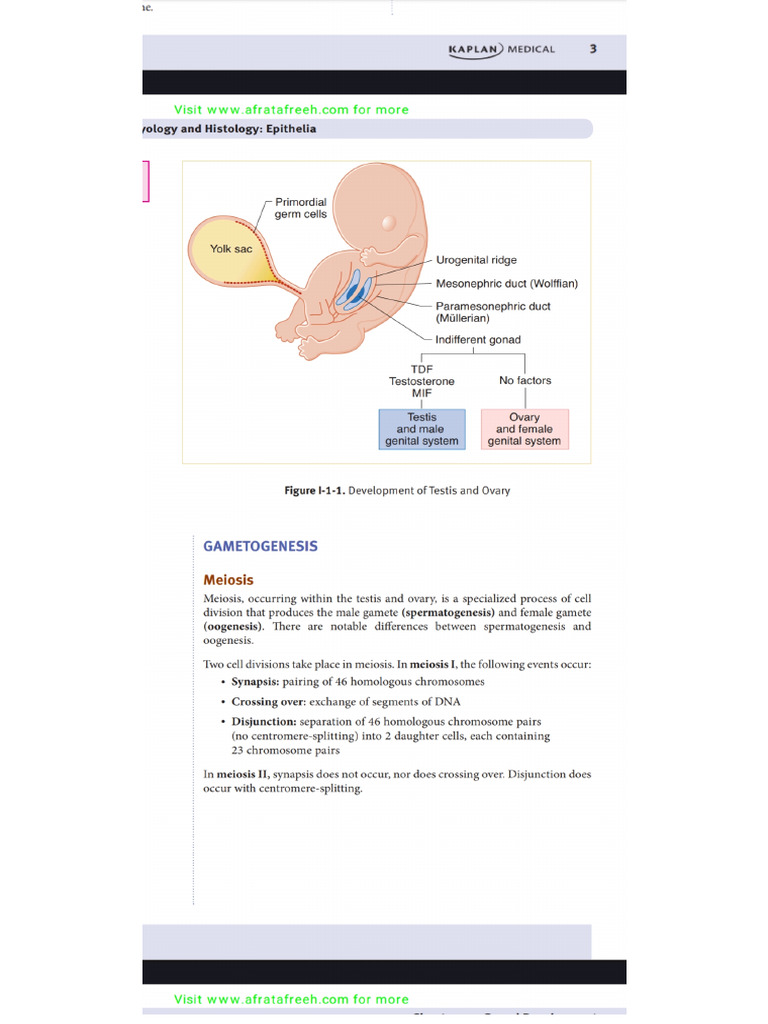 Histo Embryo PDF | PDF