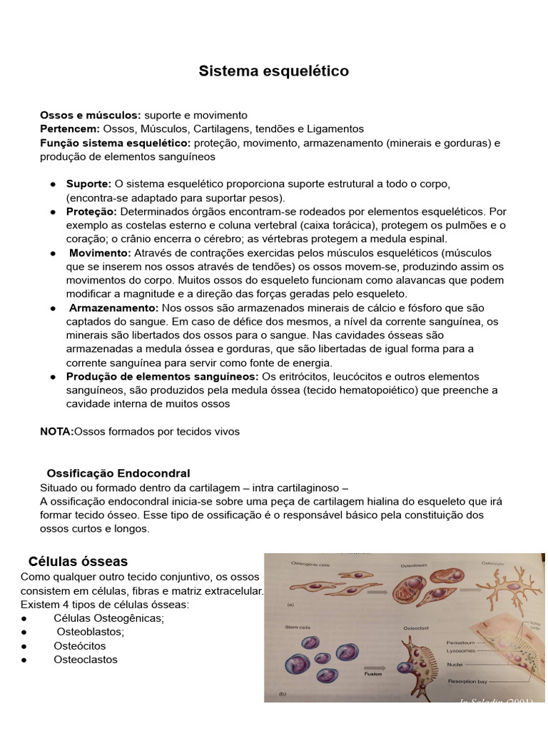 Anatomia Ossos Pdf Esqueleto Osso
