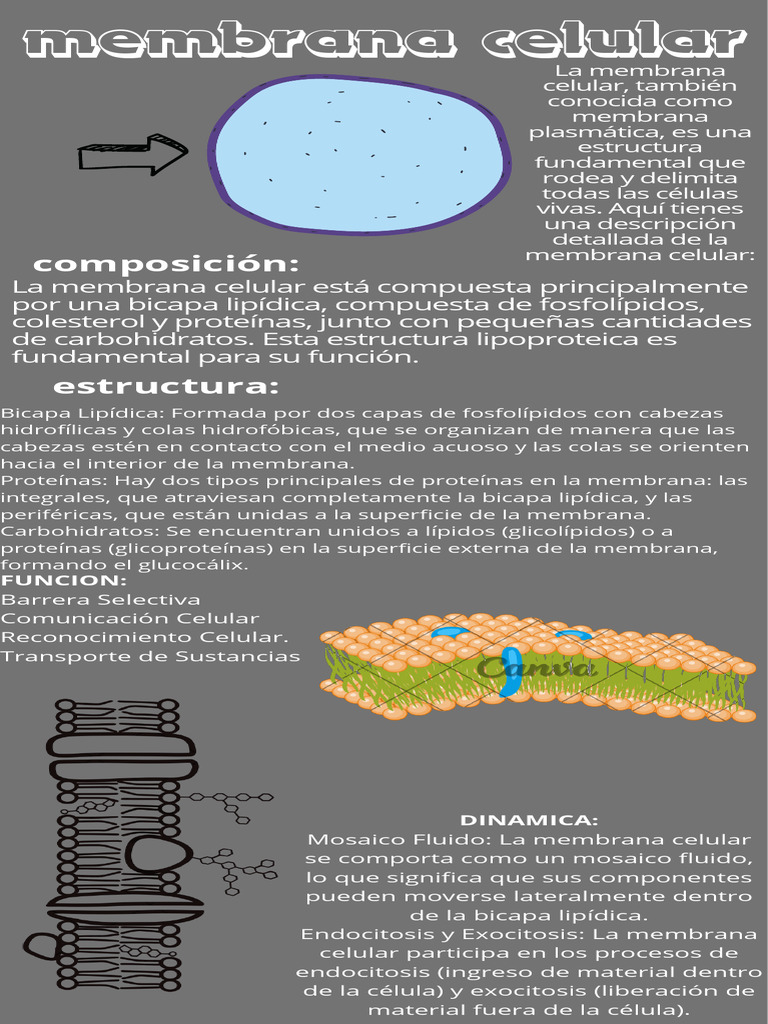 Membrana Celular | PDF | Membrana biológica | Membrana celular