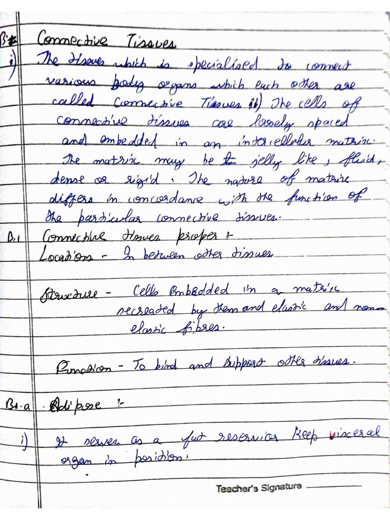 Connective Tissue and Muscular Tissues Class 9 | PDF