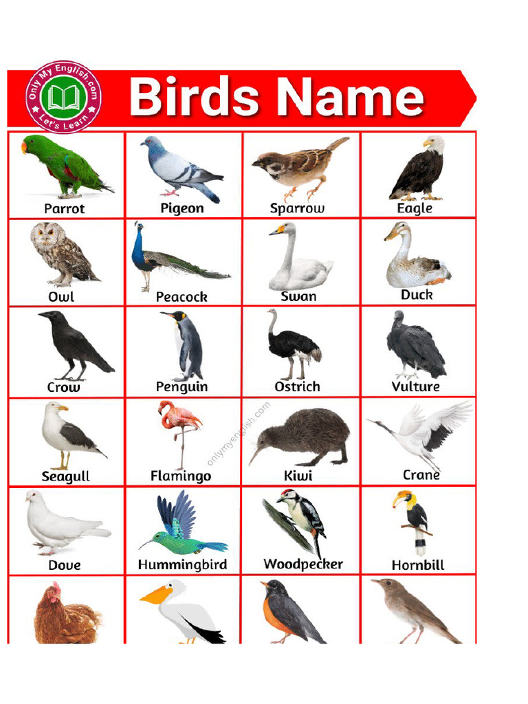 Birds | PDF