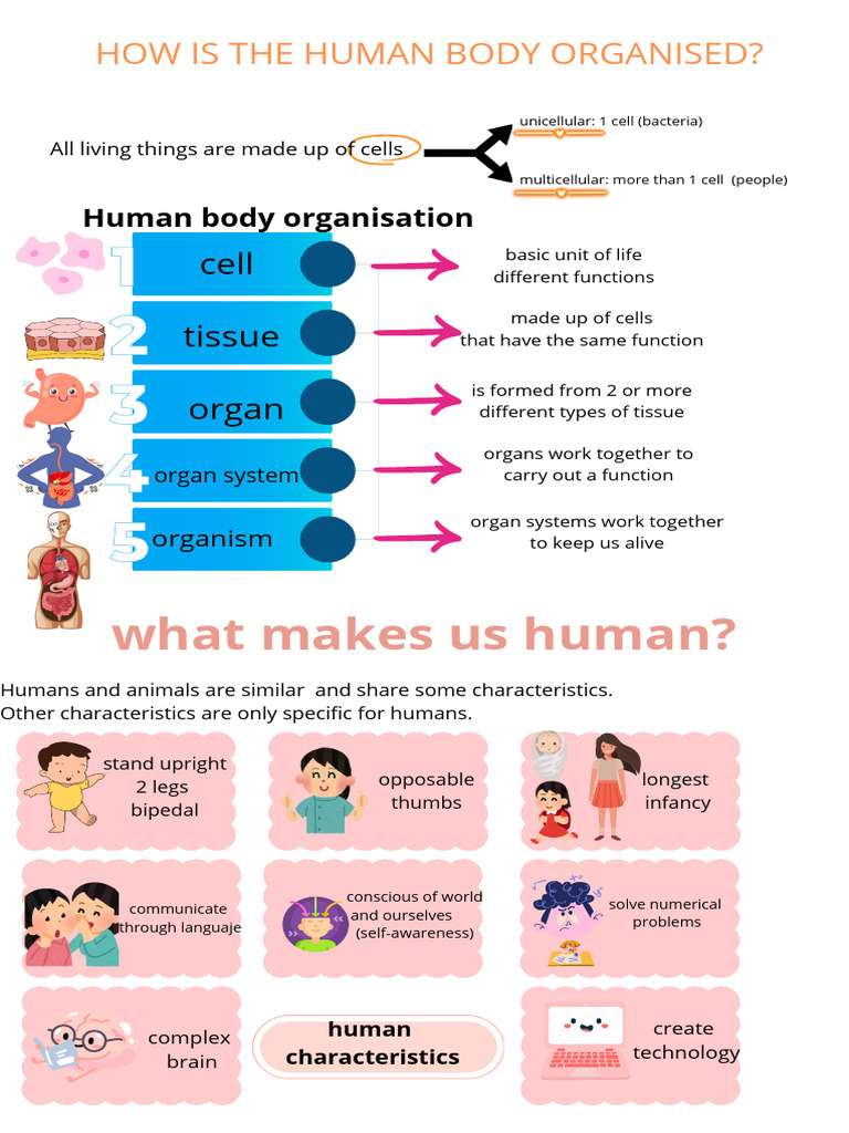 Human Body Organization & Functions | PDF | Eye | Senses