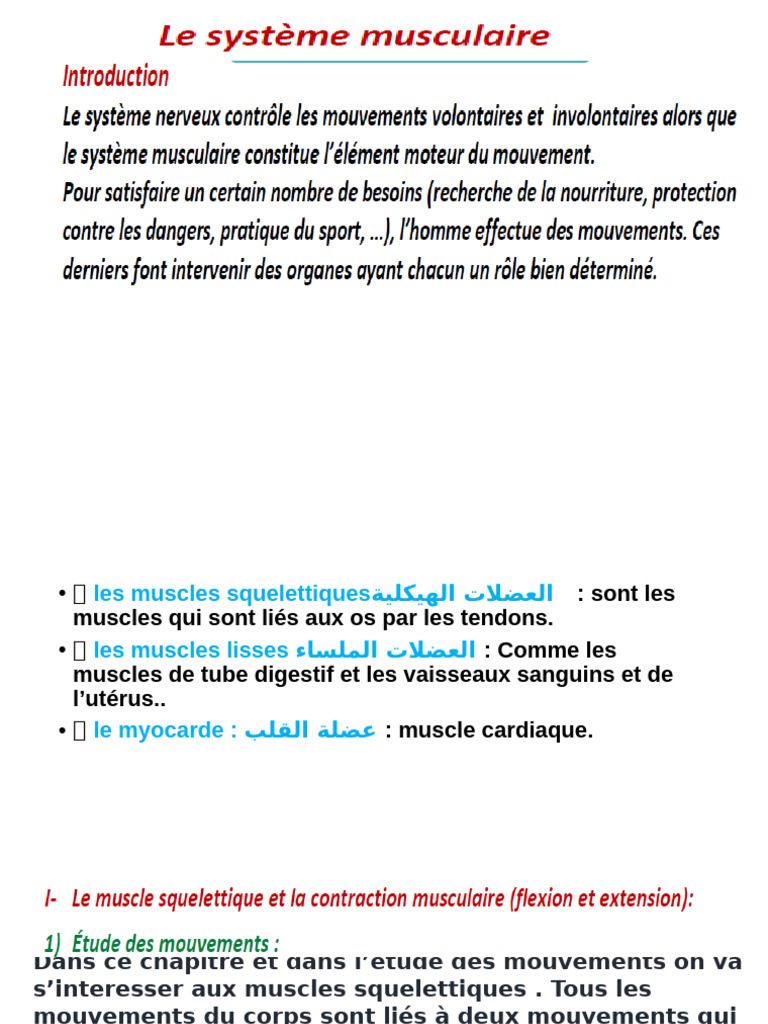 Système Musculaire | PDF | Muscle | Médecine clinique