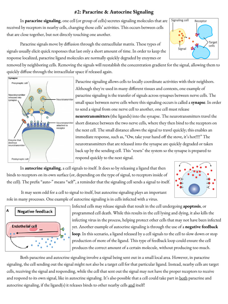 Reading - Autocrine & Paracrine | PDF | Cell Signaling | Physiology