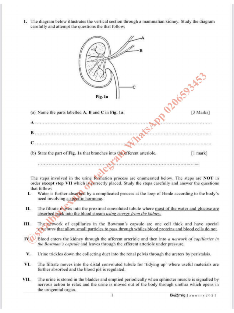 Int. Science Practical Wassce | PDF