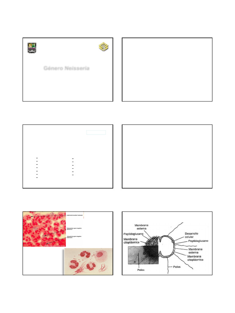 Tema 6. Bacilos Gram Neg (Neisseria, Haemophylus, Bordetella, Brucella) | PDF | Microbiología ...