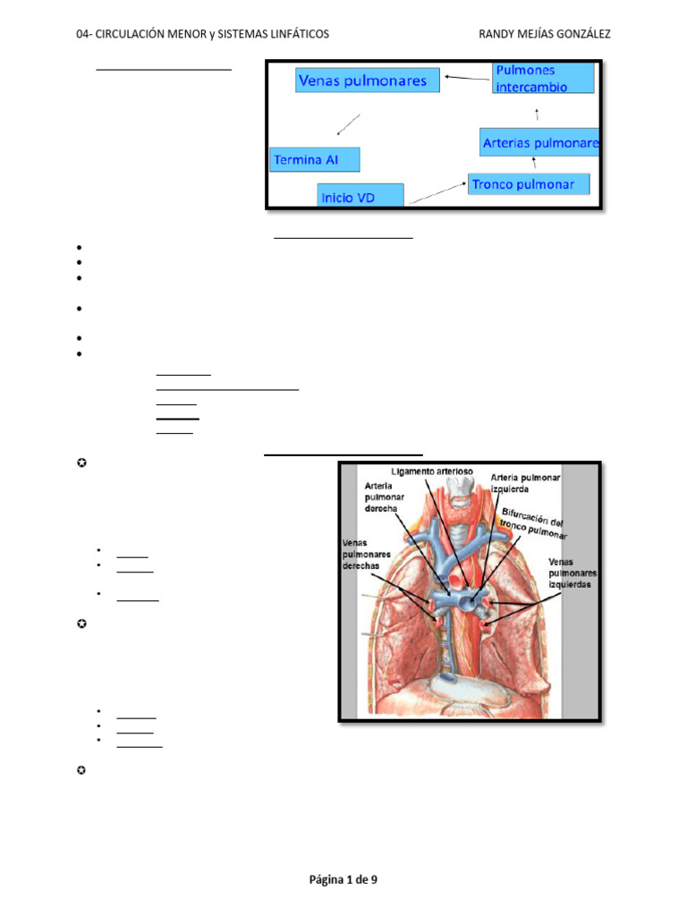 04 - CIRCULACI+ôN MENOR y SISTEMA LINF+üTICO | PDF | Sistema linfático ...