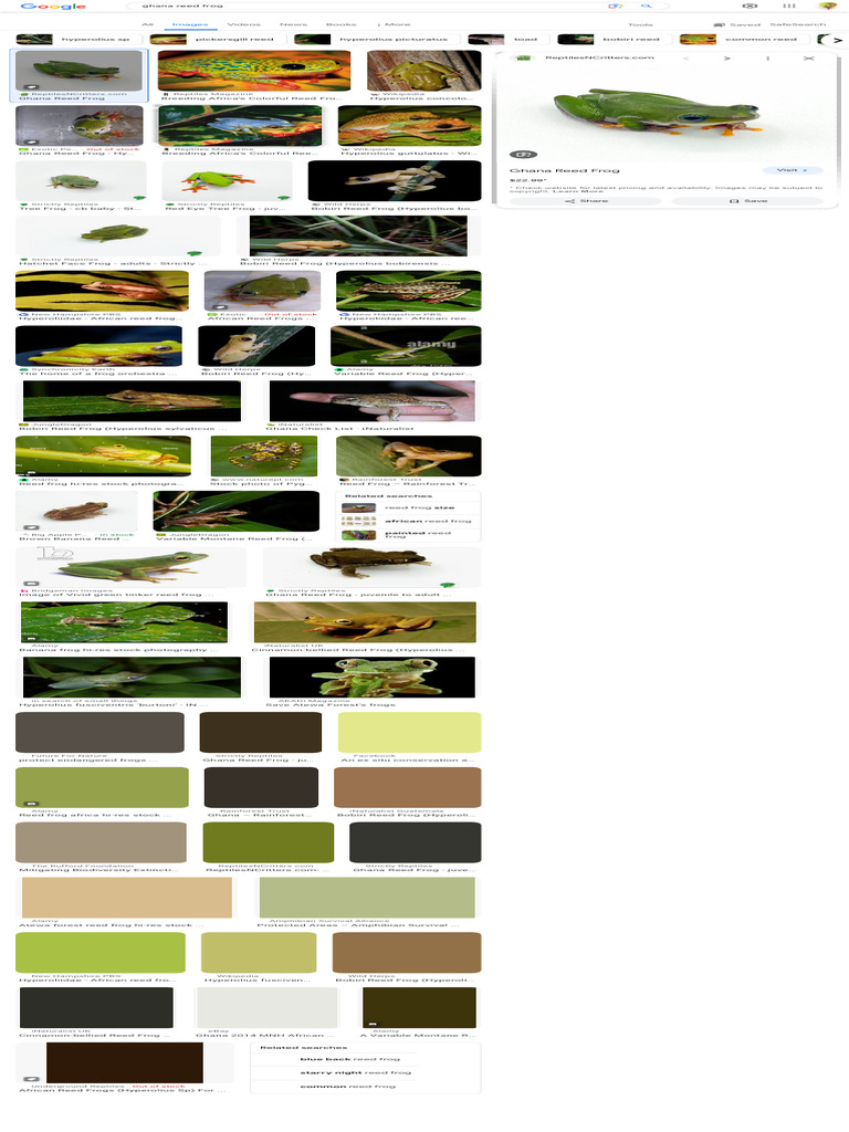 ghana reed frog - Google Search | PDF | Frog | Organisms