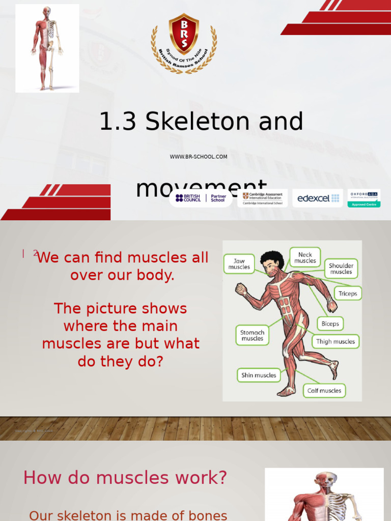 1.3 Skeletons and Movement | PDF