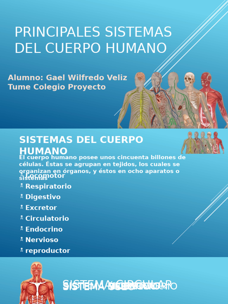 Ocho Sistemas del Cuerpo Humano | PDF