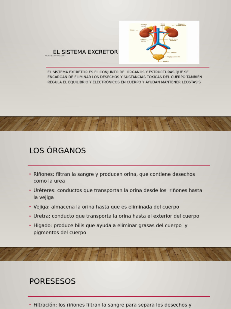 El Sistema Excretor | PDF | Hogar y jardín