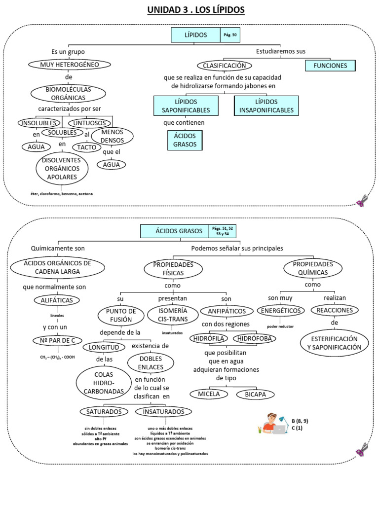 Esquemas Lipidos | PDF | Lípido | Compuestos orgánicos