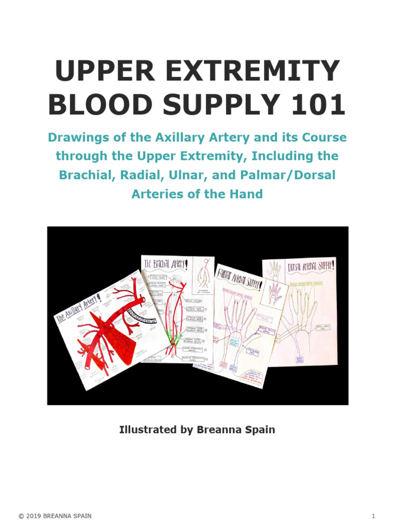 Upper Extremity Blood Supply 101 by Breanna Spain | PDF | Hand ...