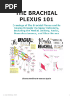 Brachial Plexus (Ninja Nerd) | PDF | Musculoskeletal System | Limbs (Anatomy)