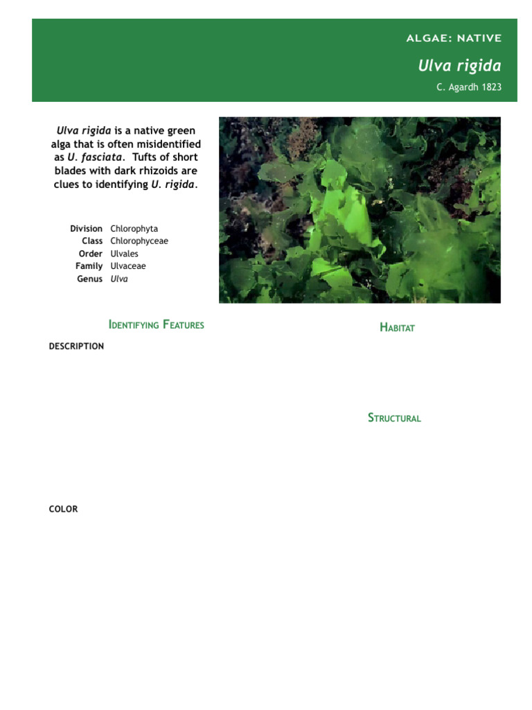 Ulva Rigida | PDF | Algae | Seaweed