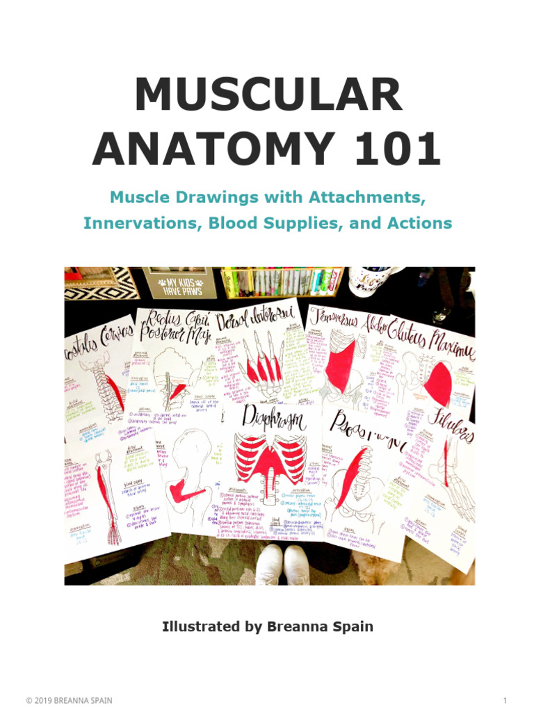 Muscular Anatomy 101 | PDF | Human Leg | Musculoskeletal System