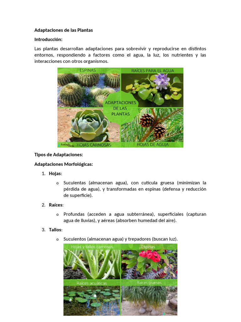 Adaptaciones de Las Plantas | PDF | Hogar, jardinería y bricolaje ...