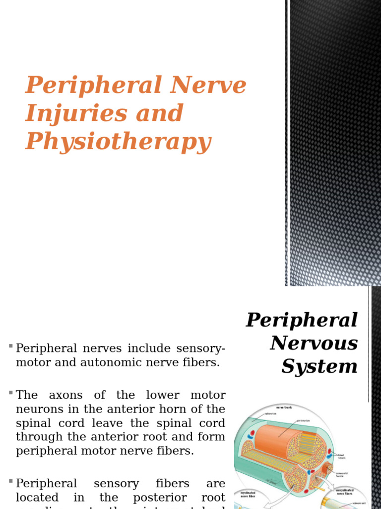 Peripheral Nerve Injuries Teoric Pratic Pdf Axon Anatomical Terms