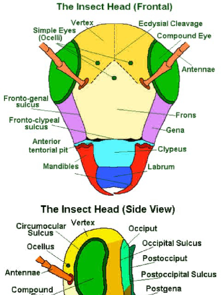Insect Head | PDF | Science & Mathematics