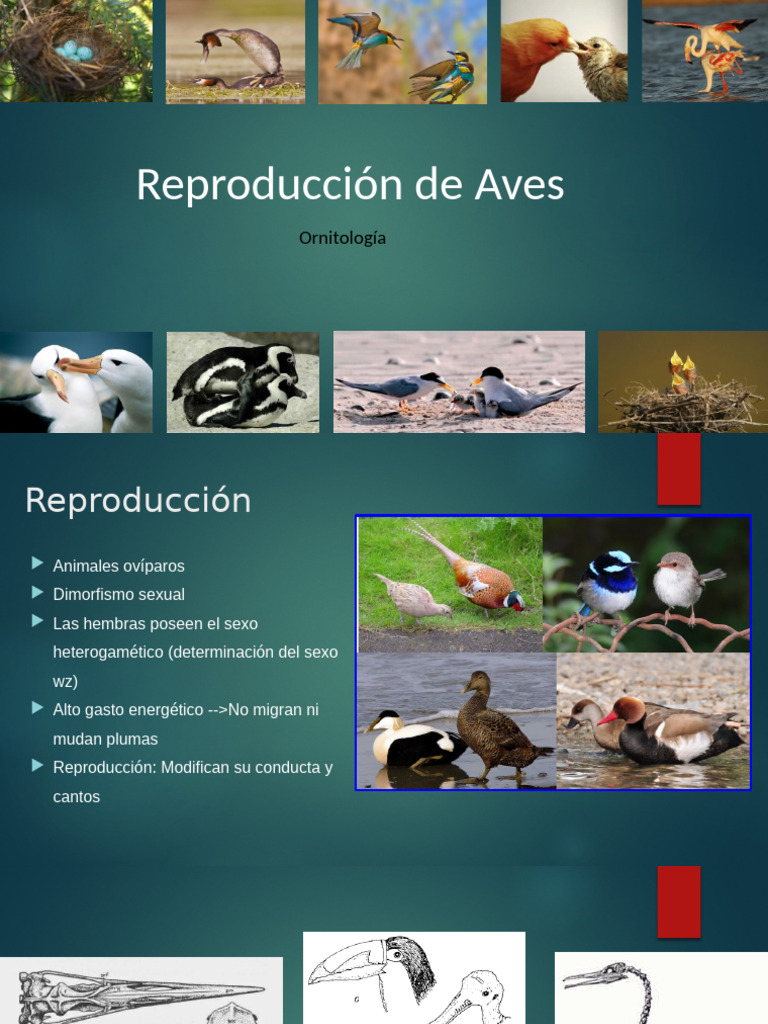 Reproducción y Biología de Aves | PDF | Sexo | Sistema reproductivo