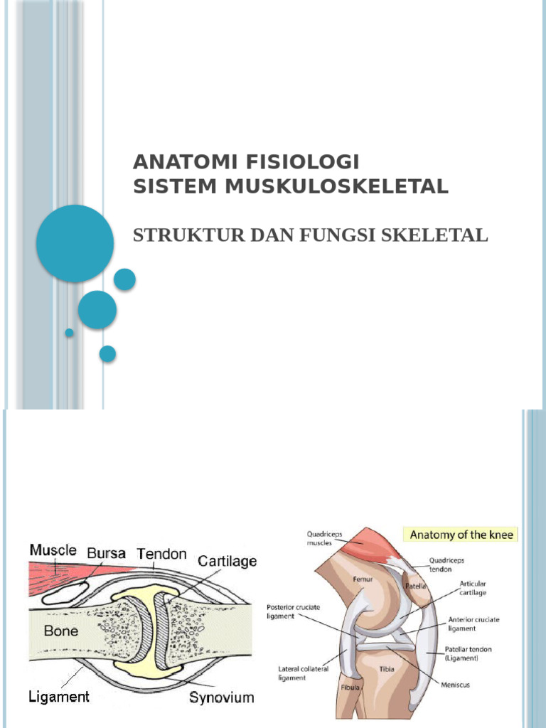 Sistem Skeletal | PDF | Ilmu Sosial | Sains & Matematika