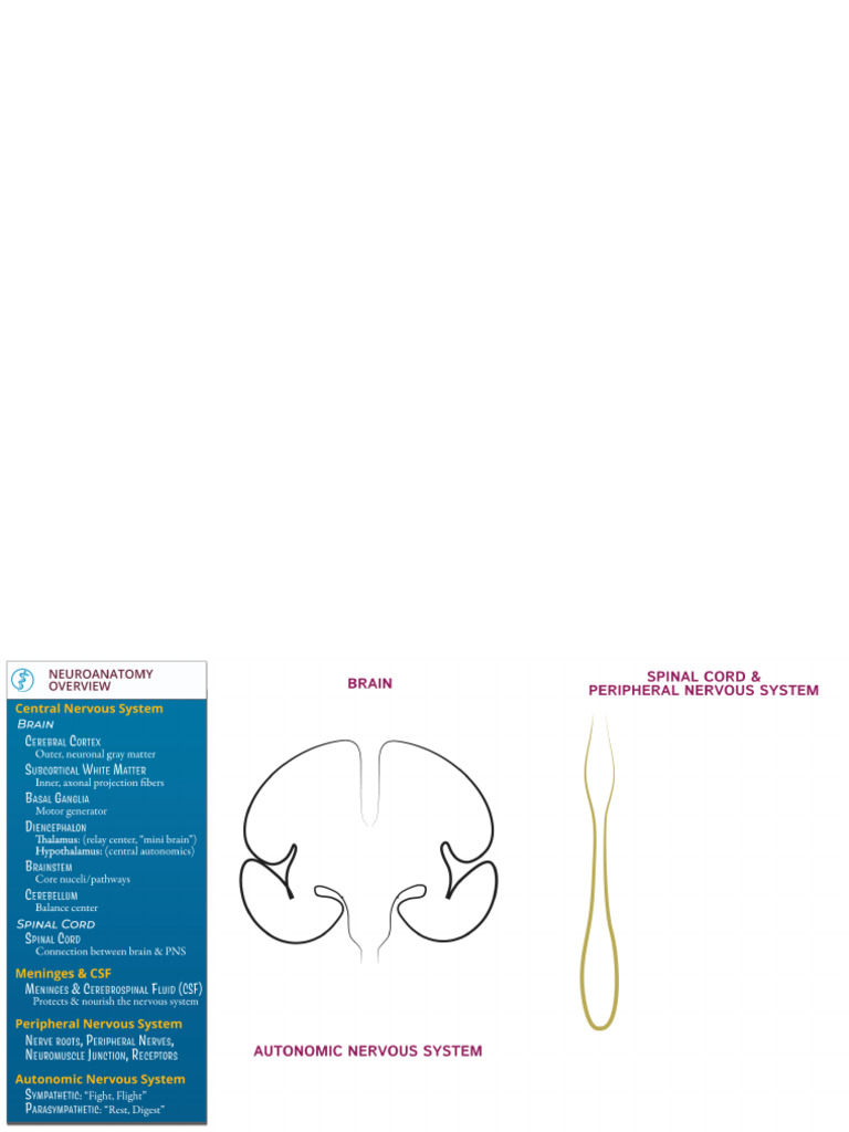 ditki_nervous-system-endocrine-system | PDF