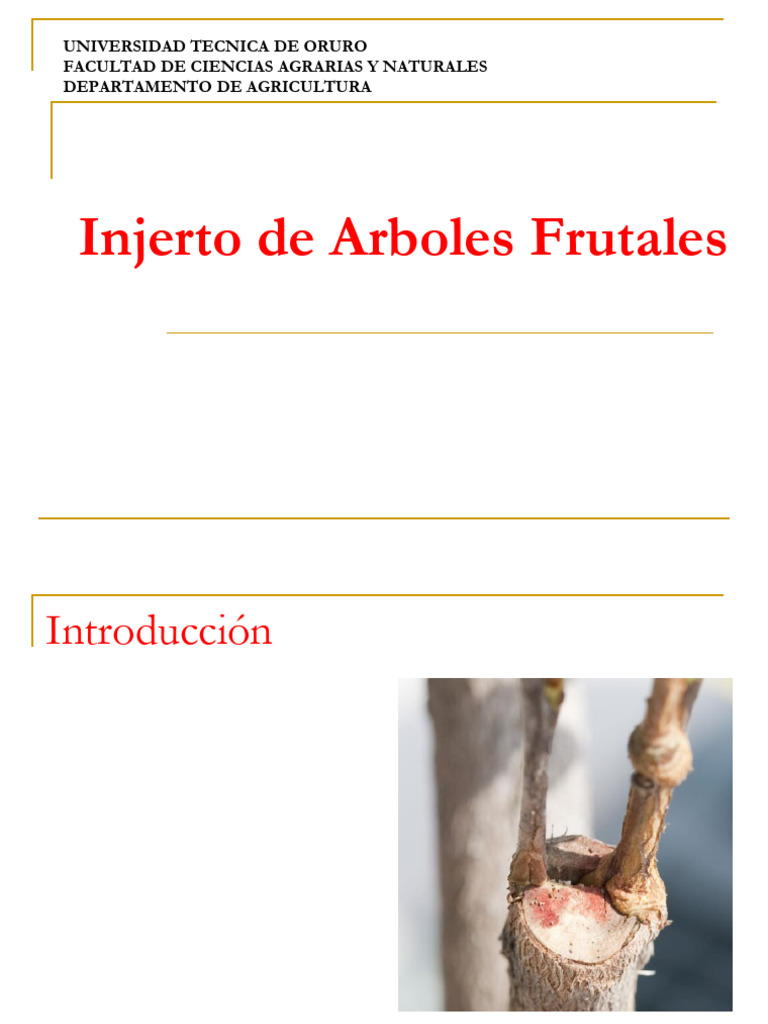 Injertos | PDF | Injerto | Arboles
