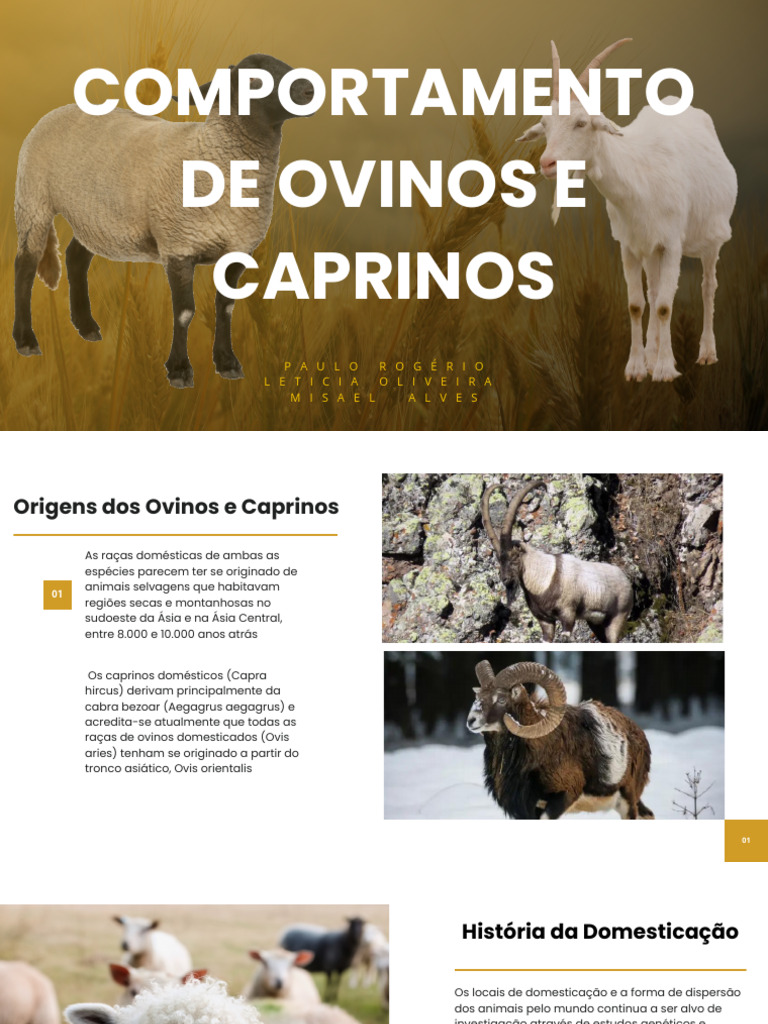 COMPORTAMENTO DE OVINOS E CAPRINOS | PDF | Bode | Ovelhas