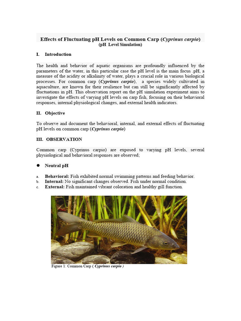 Effects of Fluctuating PH Levels On Common Carp | PDF | Ph | Fish