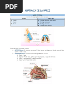 Resumen Anatomía de La Vía Aérea | PDF | Laringe | Nariz humana