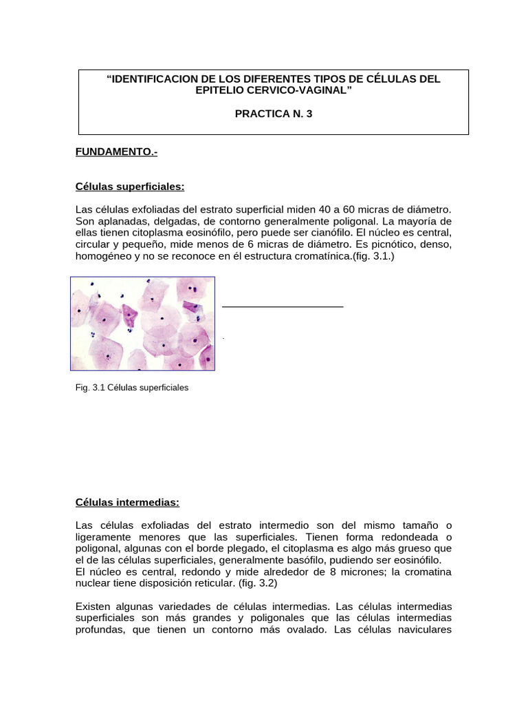 Práctica N .3 | PDF | Epitelio | Biología Celular)