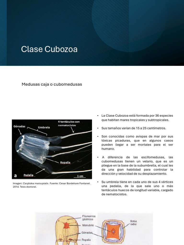 Clase Cubozoa y Clase Antozoa | PDF | Animales venenosos